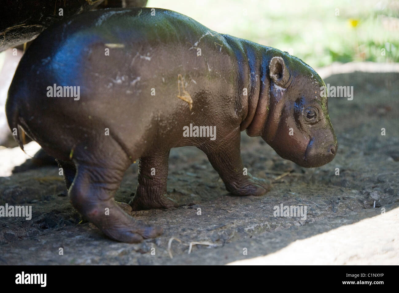 ZOO DELIGHT AT HIPPO BIRTH Wildlife workers in Scotland are celebrating ...