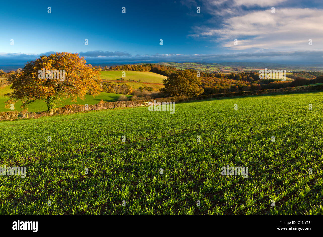 Patchwork fields in countryside near Tedburn St Mary, Devon, South West ...