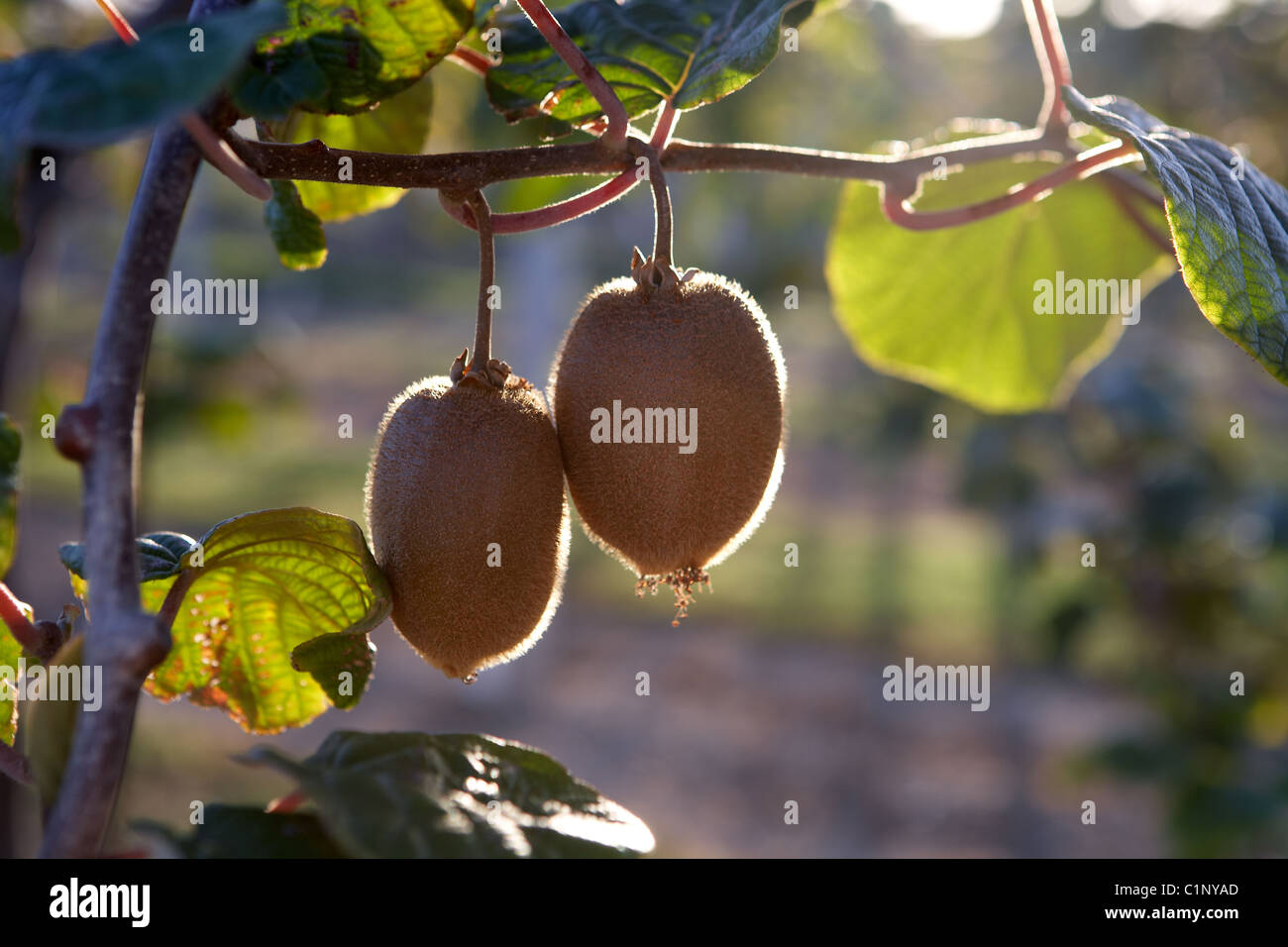 Kiwi tree hi-res stock photography and images - Alamy