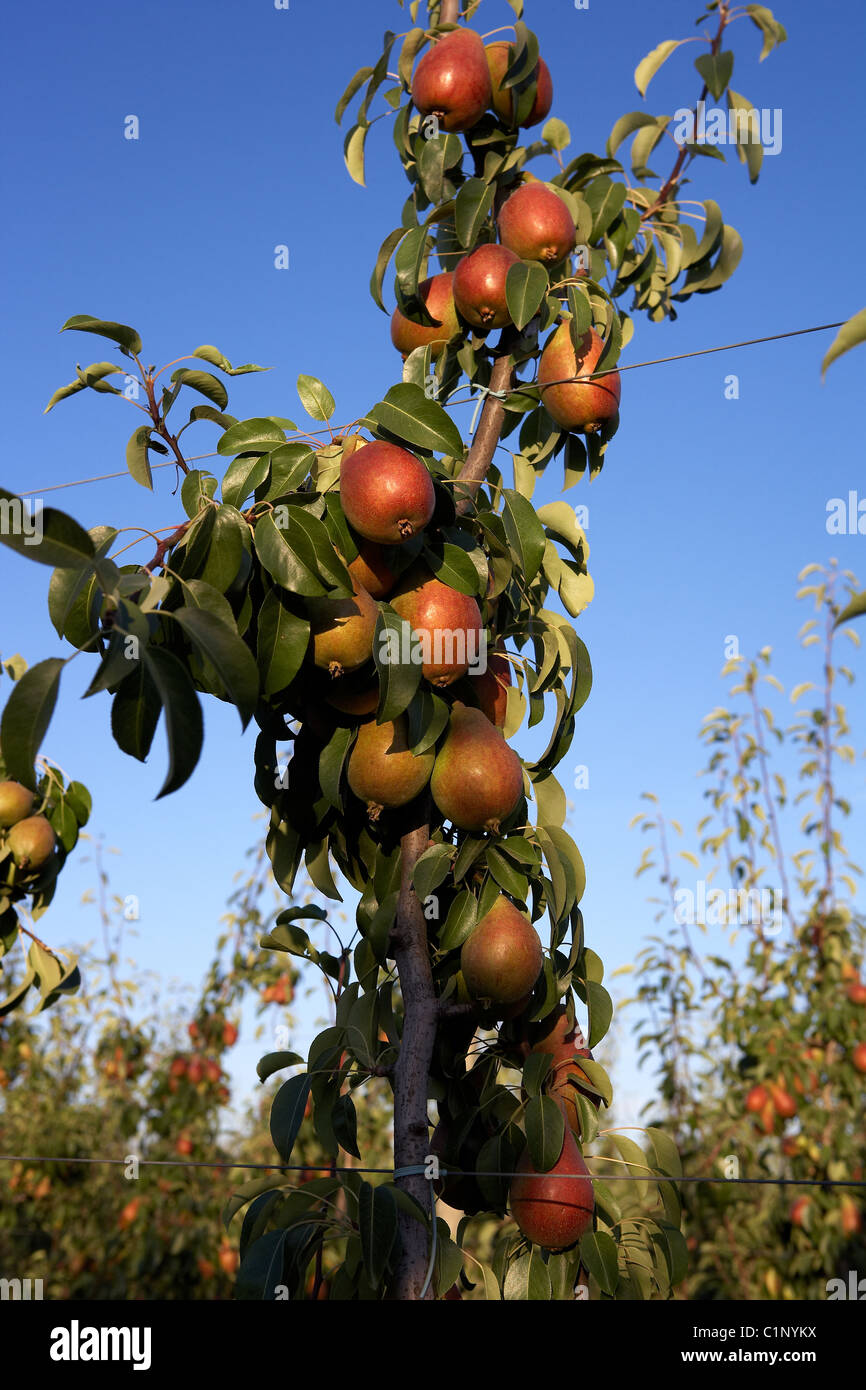 Pears Deboe on a tree. LLeida. Spain Stock Photo - Alamy