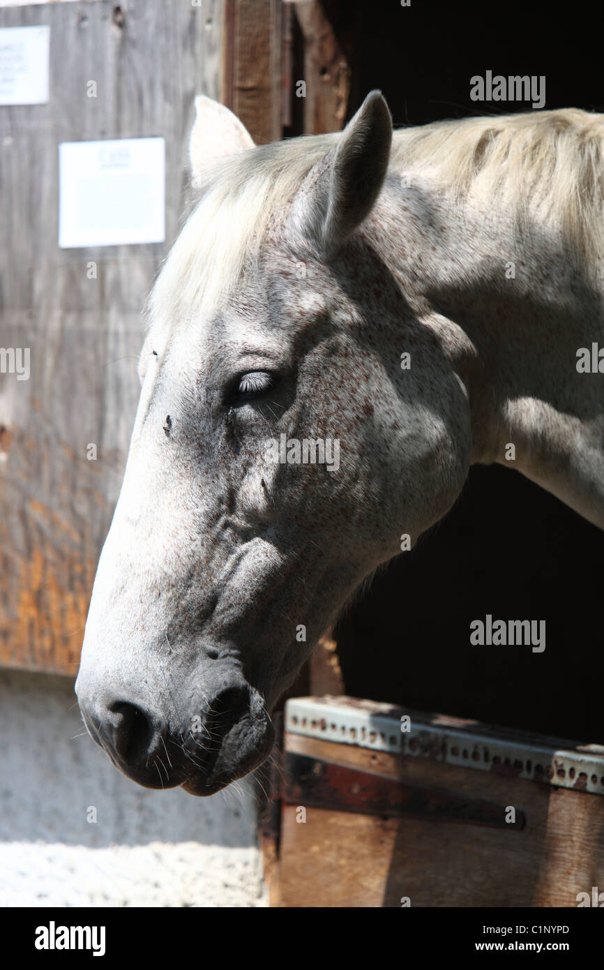 Horse in stables Stock Photo - Alamy