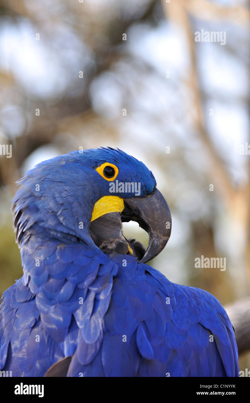 Blue Macaw parrot Stock Photo - Alamy
