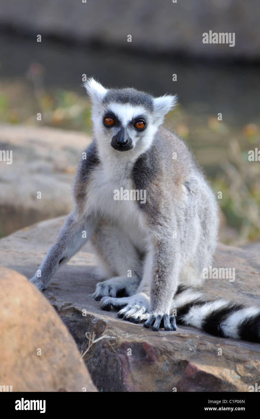 Ring-tailed Lemurs - Lemur catta Stock Photo - Alamy
