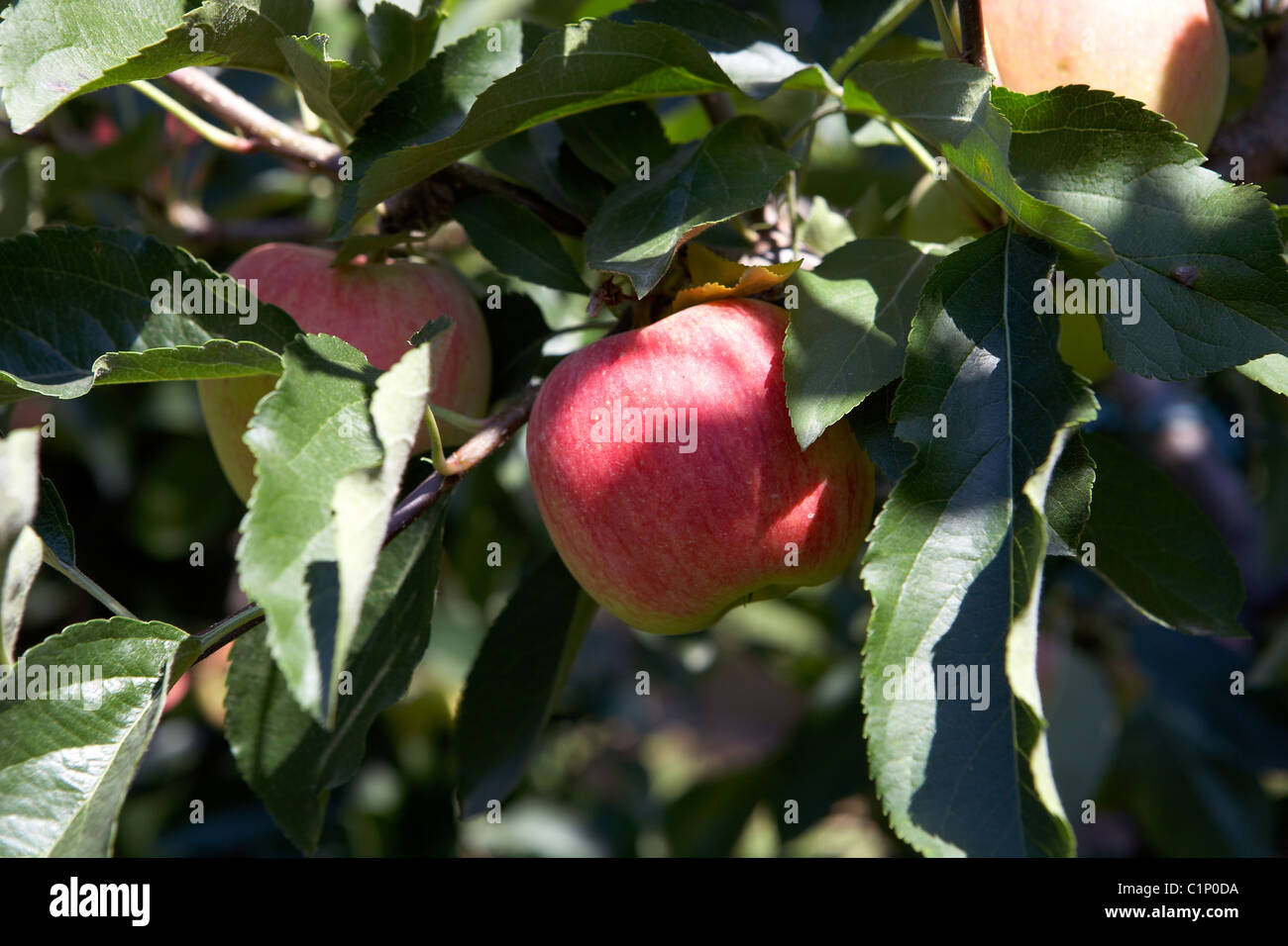 Gala apple tree hi-res stock photography and images - Alamy