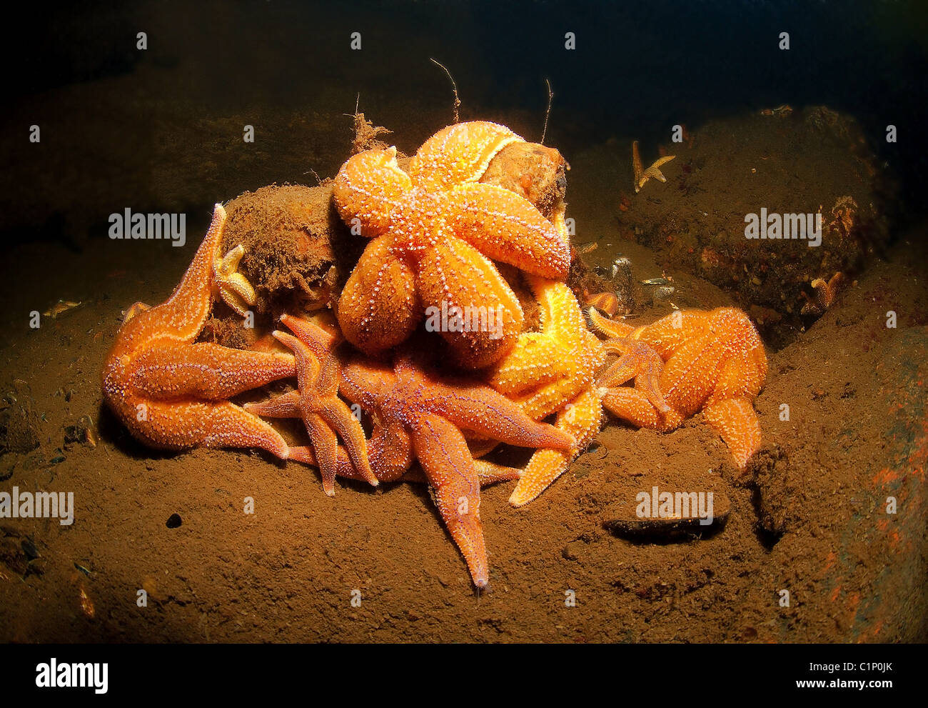 group of Red starfish (Asterias rubens Stock Photo - Alamy