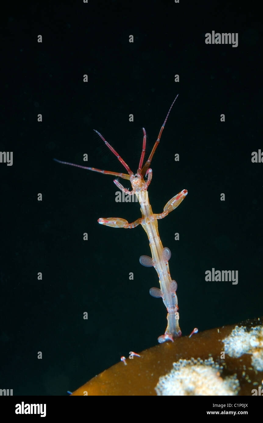 Linear skeleton shrimp hi-res stock photography and images - Alamy