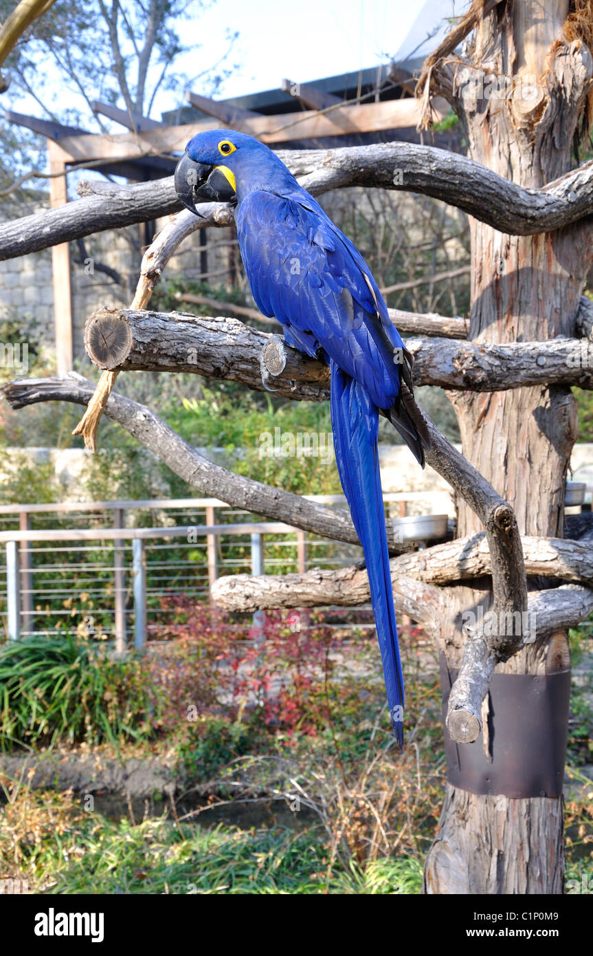Blue Macaw parrot Stock Photo - Alamy