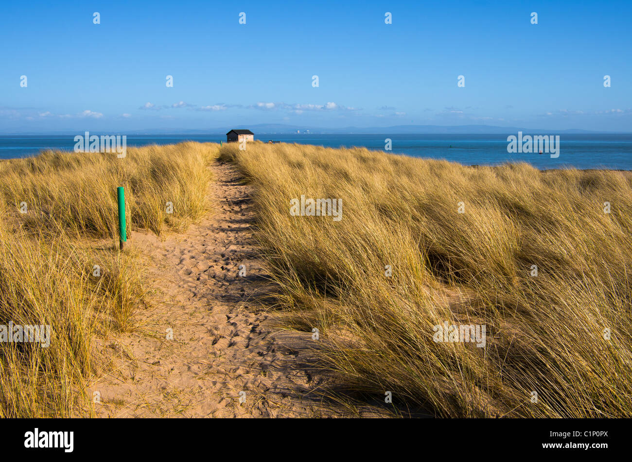 Path in the sand dunes Stock Photo - Alamy