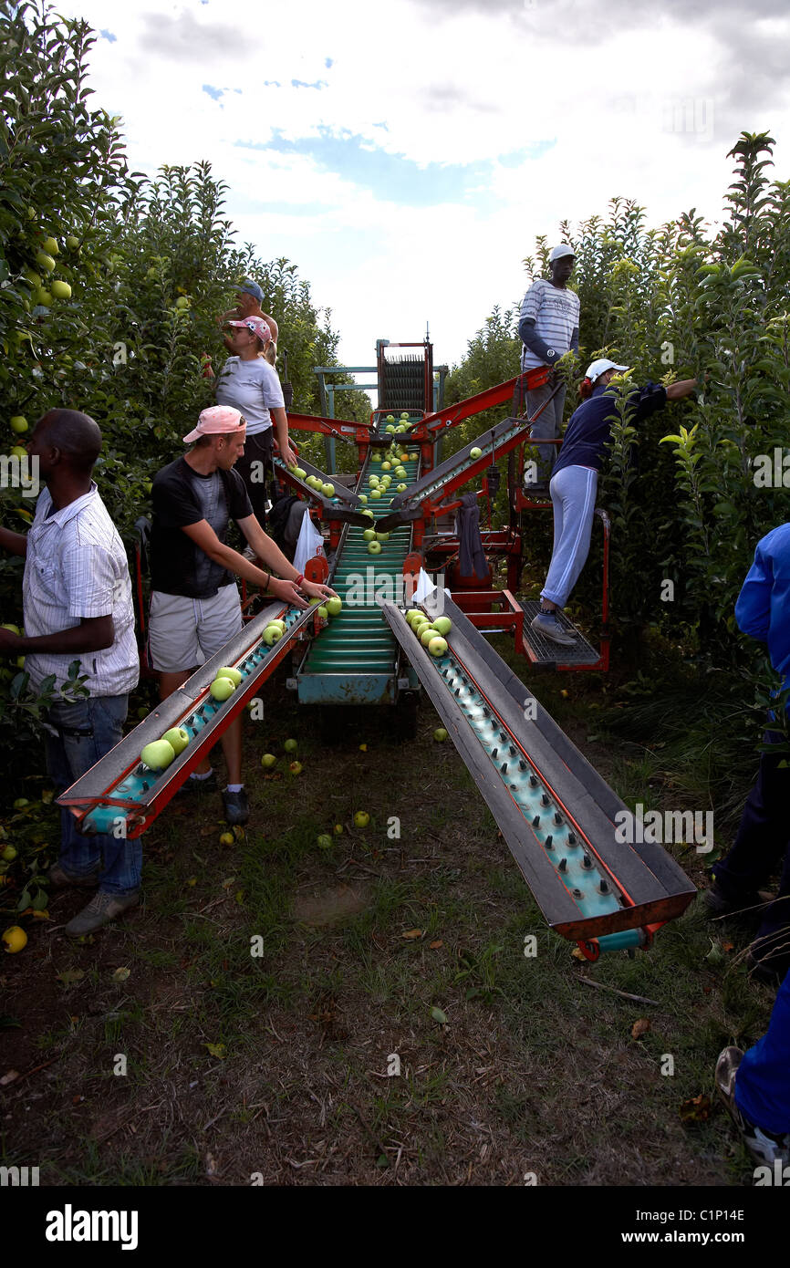 Apple harvesting machine hi-res stock photography and images - Alamy