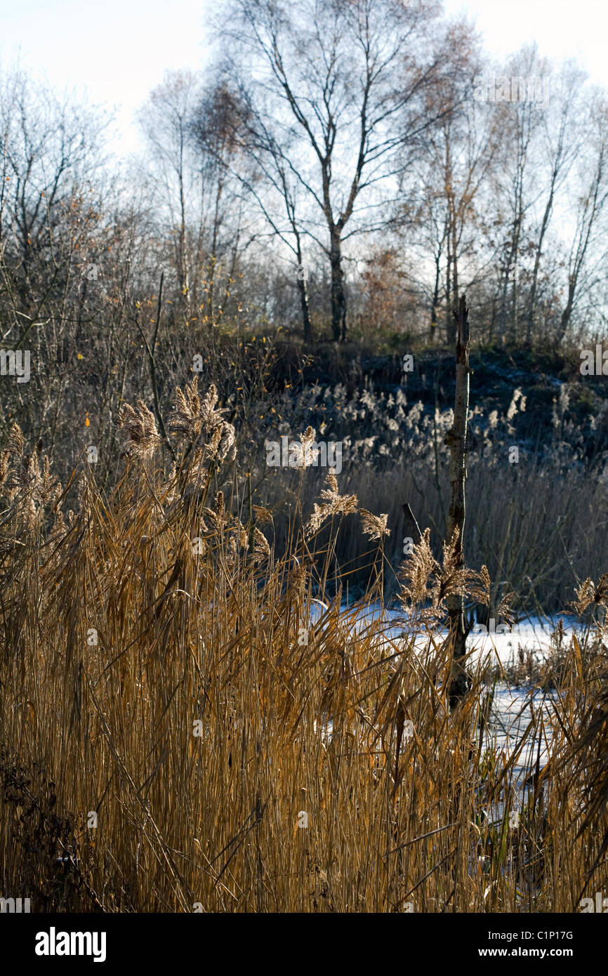Common Reed Jackson's Brickworks Middlewood Way Poynton Cheshire ...