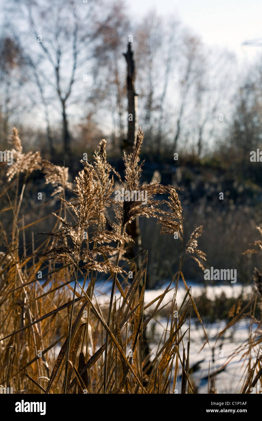 Common Reed Jackson's Brickworks Middlewood Way Poynton Cheshire ...