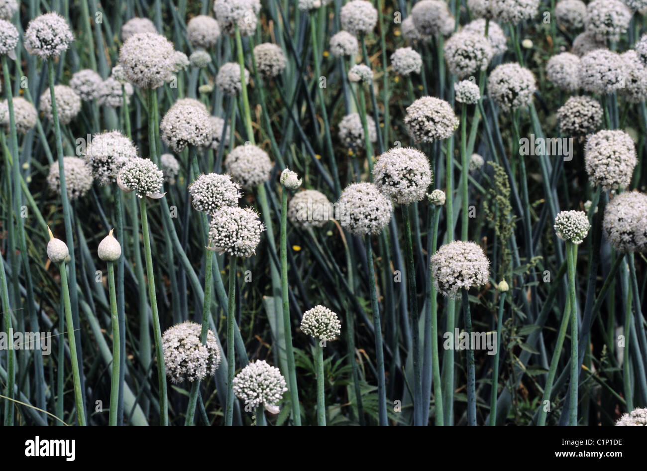 Nile river flowers hi-res stock photography and images - Alamy