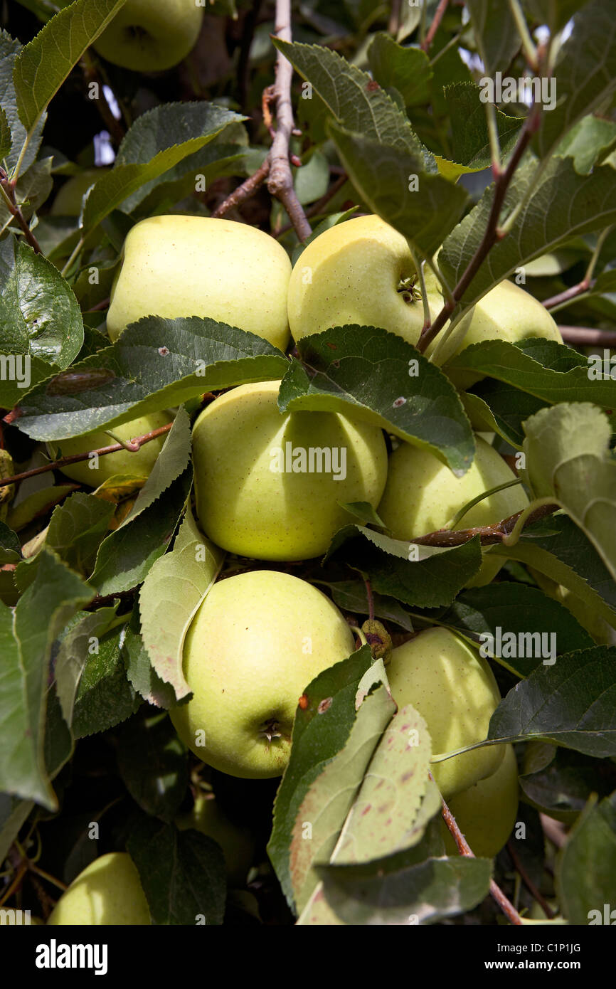 Golden apple tree hi-res stock photography and images - Alamy