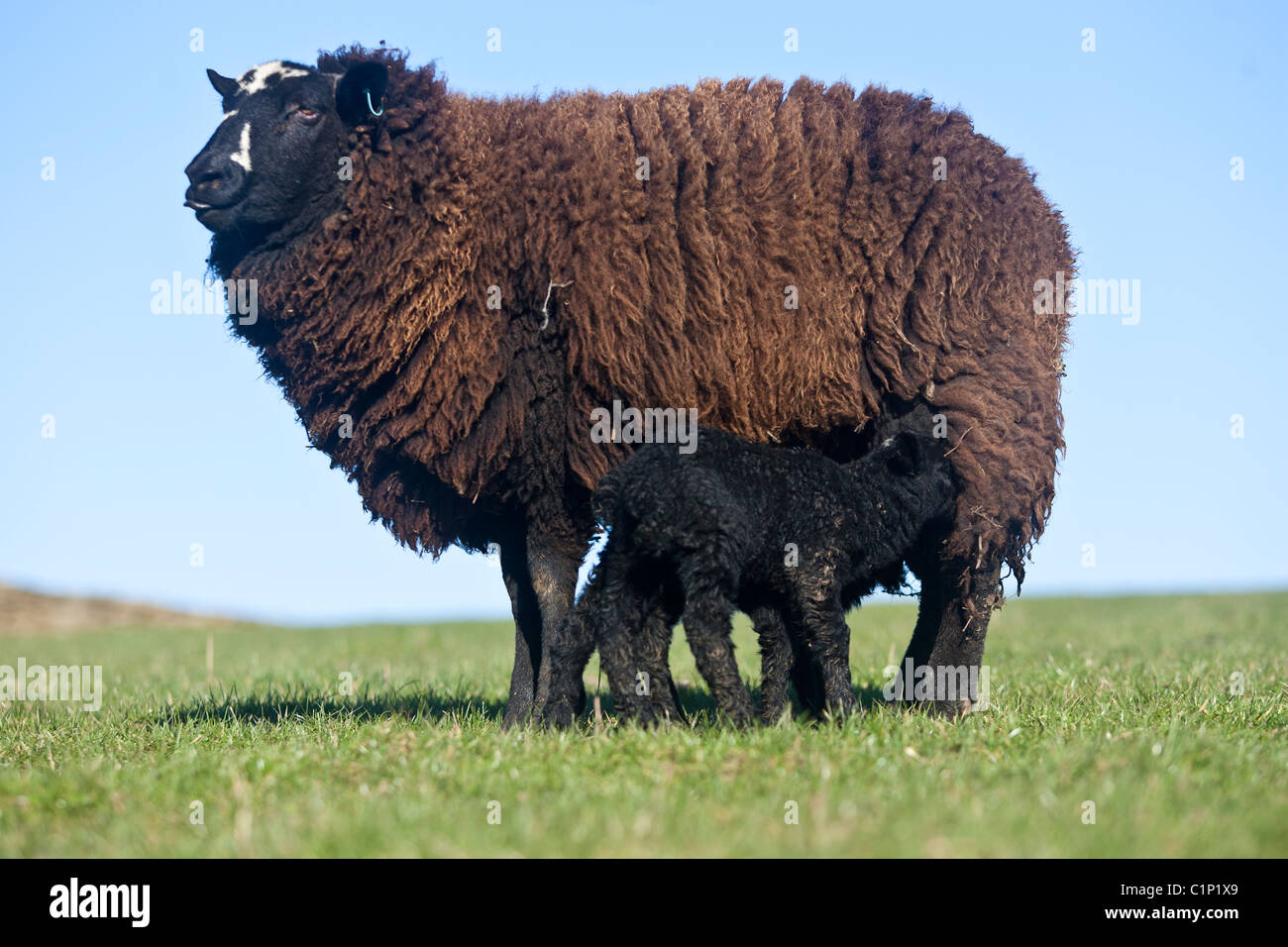 Black welsh sheep hi-res stock photography and images - Alamy