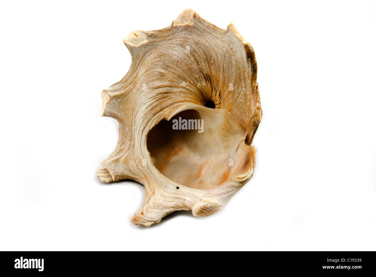 an sea Shell on a white background Stock Photo - Alamy
