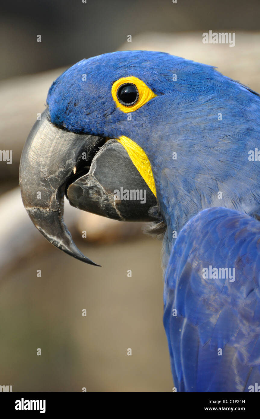 Blue Macaw parrot Stock Photo - Alamy