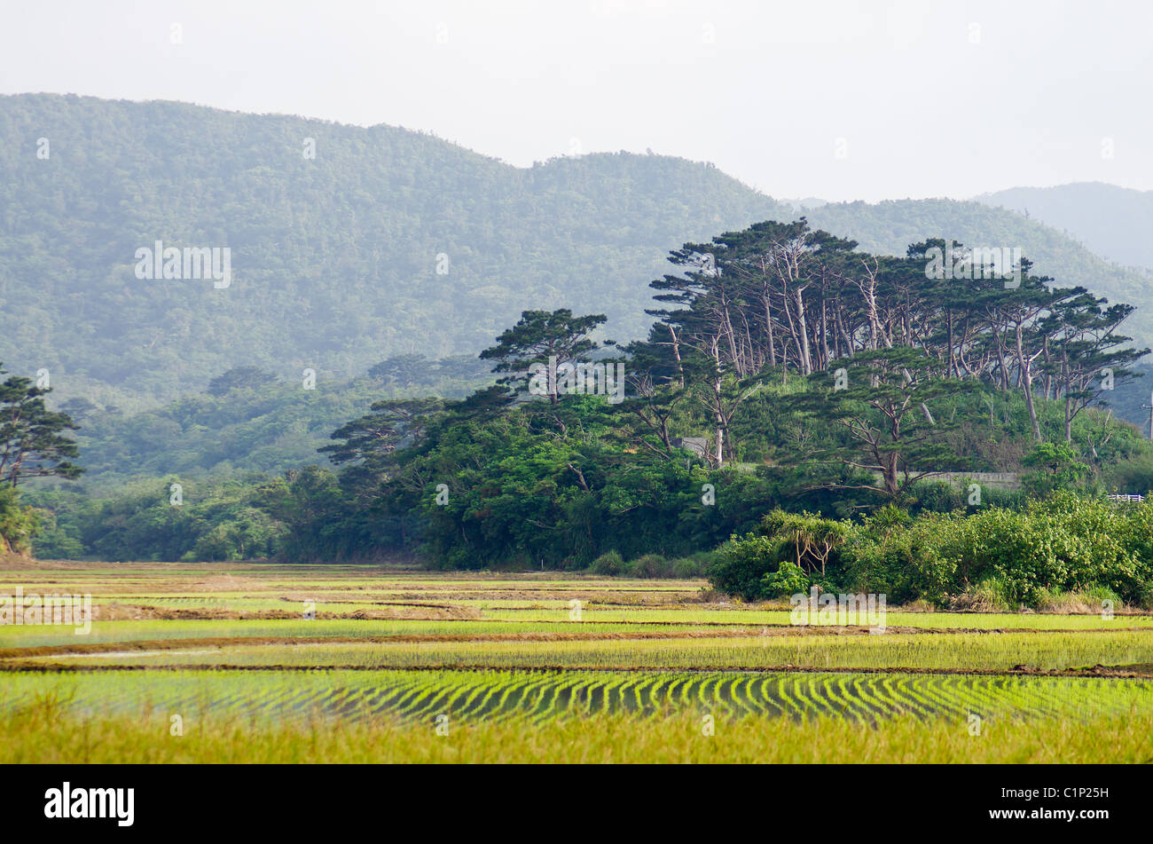 Rice Fields on Iriomote Island with untamed wilderness in the ...