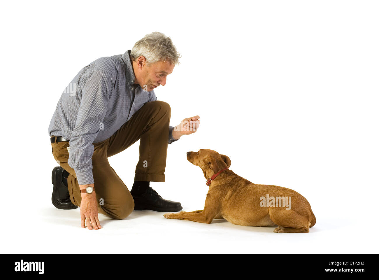 What Are Basic Dog Obedience Commands What Are Basic Dog Obedience Commands