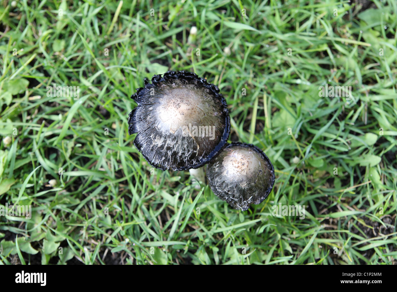 Mushroom bloom hi-res stock photography and images - Alamy
