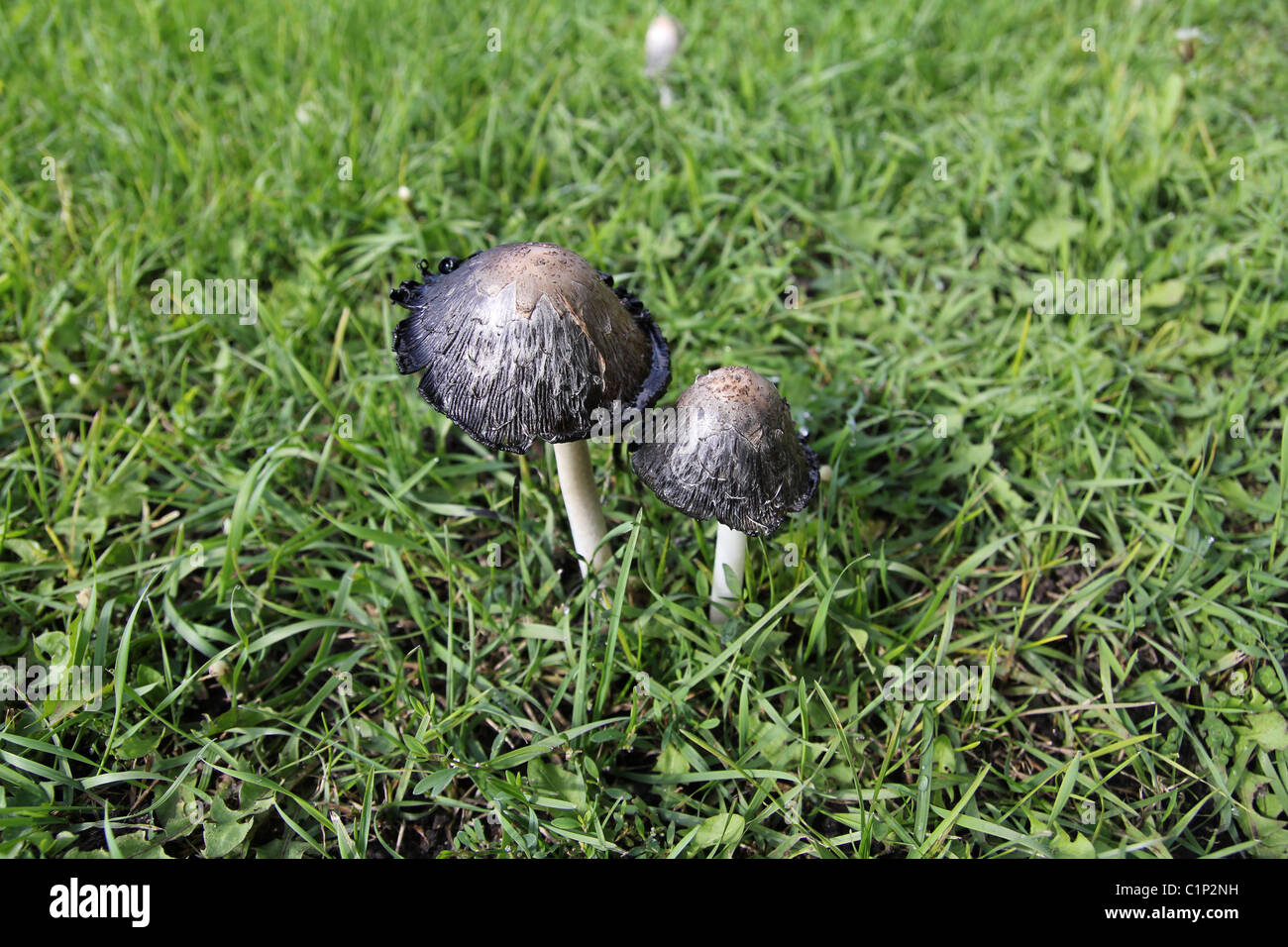 Mushroom bloom hi-res stock photography and images - Alamy