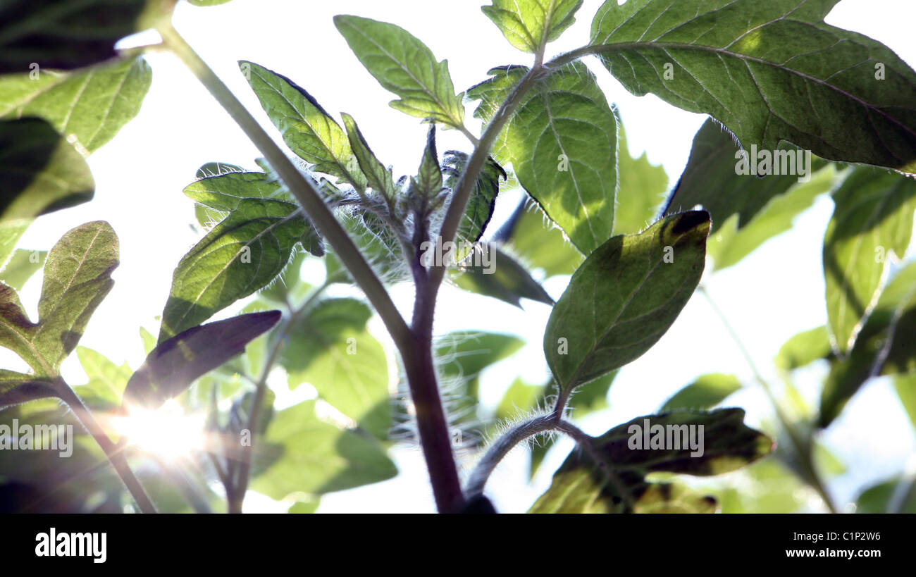 Tomato moneymaker hi-res stock photography and images - Alamy