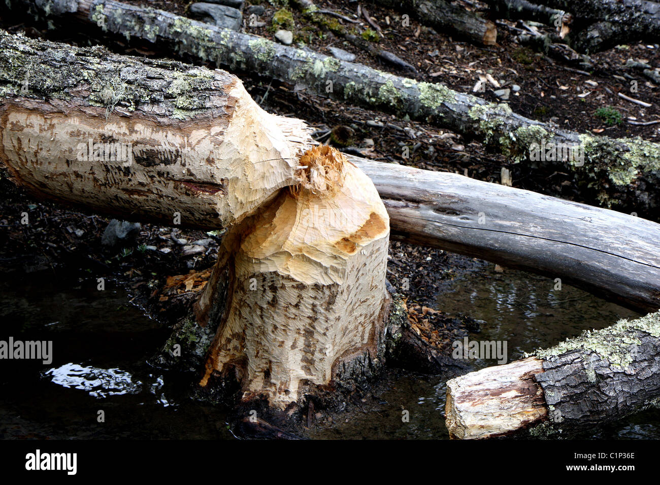 Trees damaged by beavers next to Ushuaia in Argentinian Tierra del ...