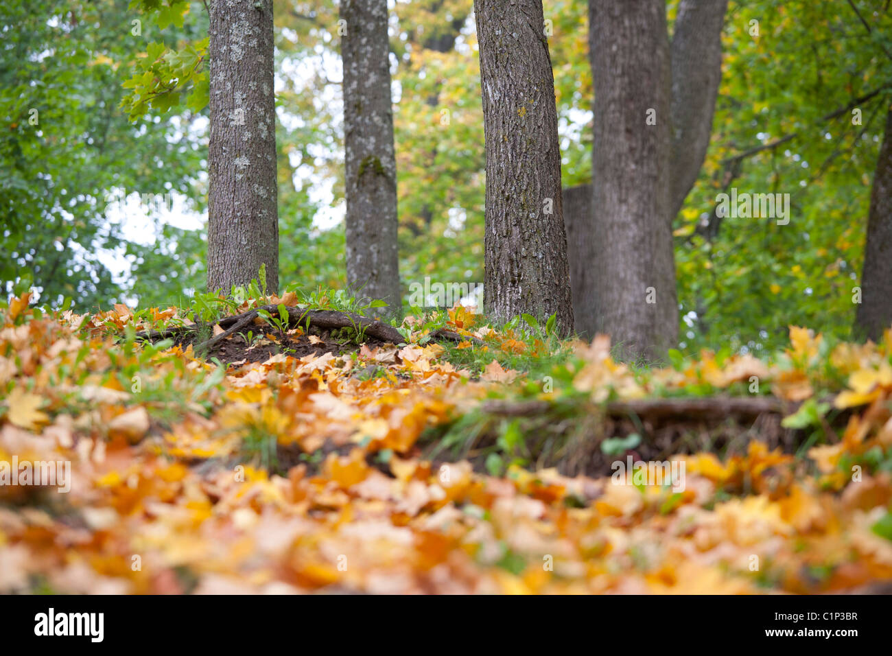 Tree-Trunks and Leaves in Fall Stock Photo - Alamy