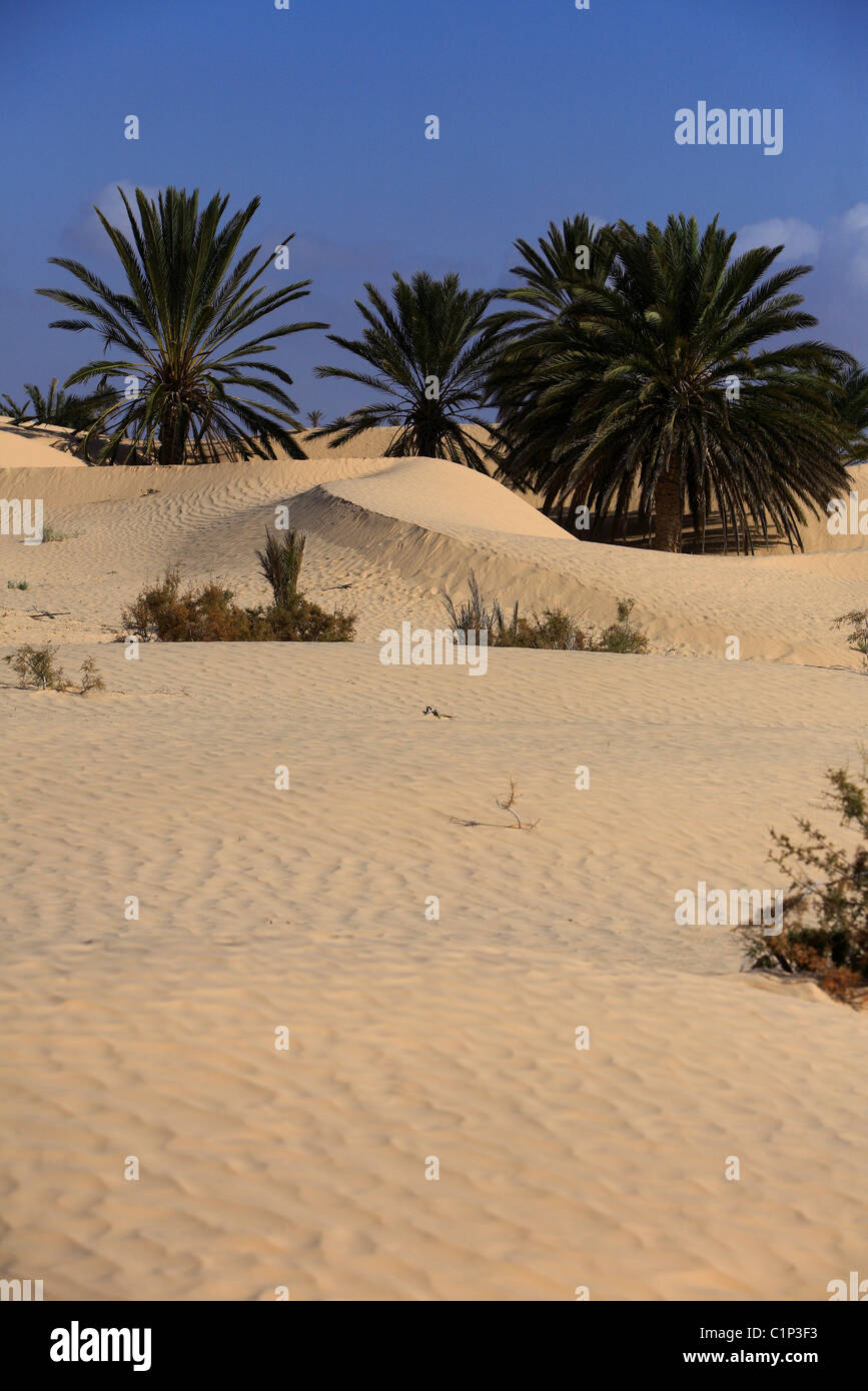 Tunisia, Southern tunisia, Douz, desert at Zaafrane Stock Photo - Alamy