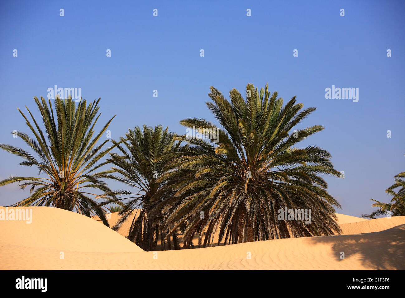 Tunisia, Southern tunisia, Douz, desert at Zaafrane Stock Photo - Alamy