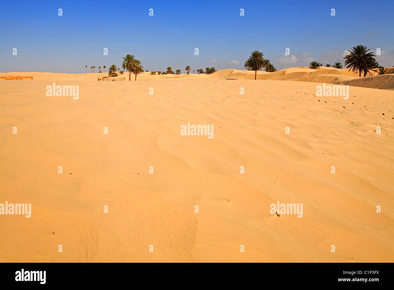 Tunisia, Southern tunisia, Douz, desert at Zaafrane Stock Photo - Alamy