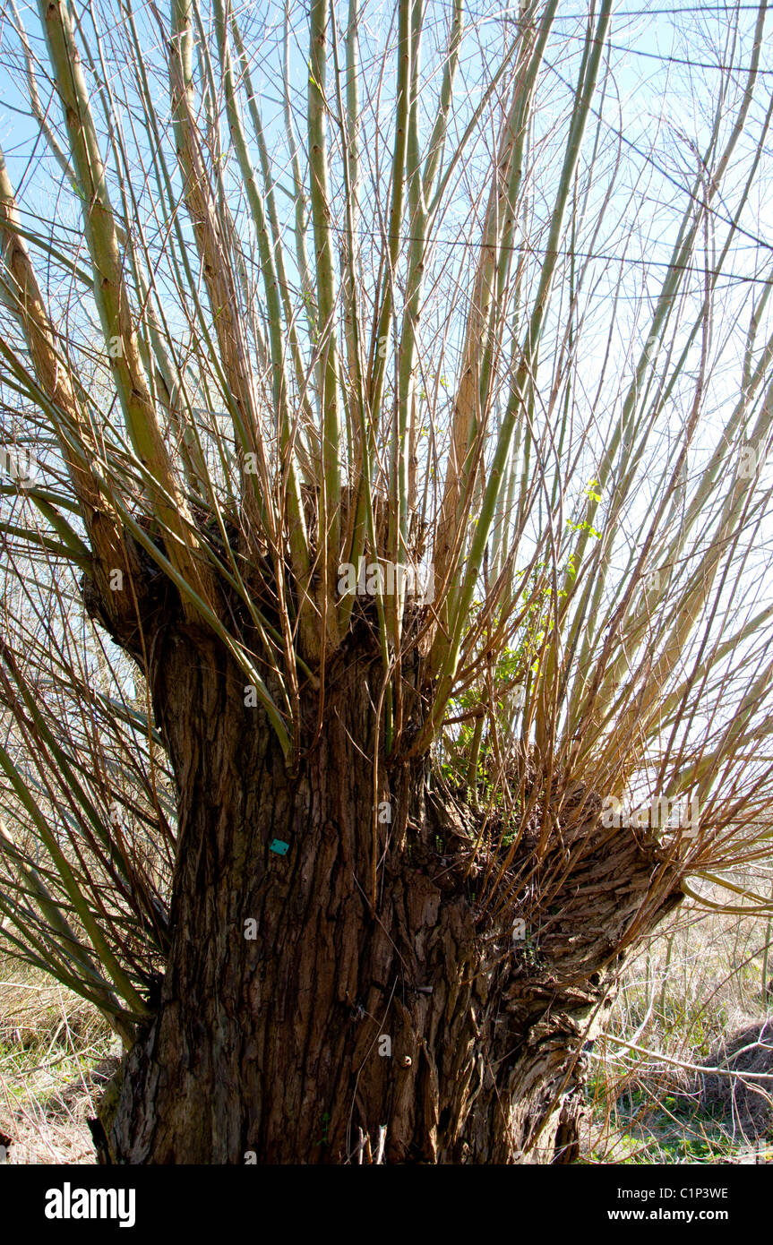 Willow pollard hi-res stock photography and images - Alamy