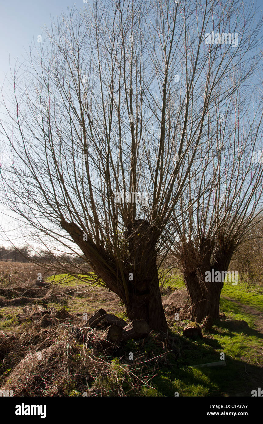 Old Willow pollard Stock Photo - Alamy