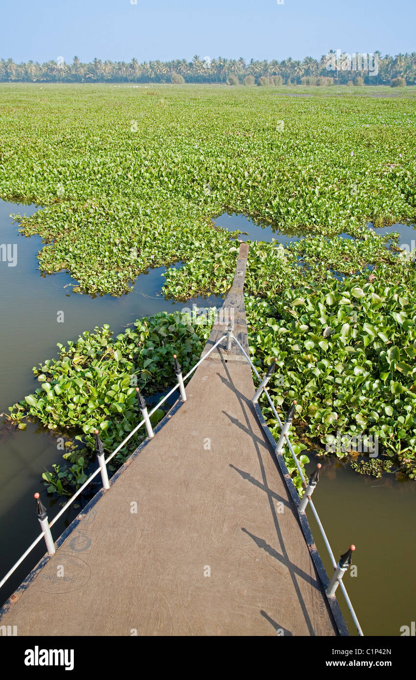 India, Kerala, Vembanad lake, boat trip Stock Photo - Alamy