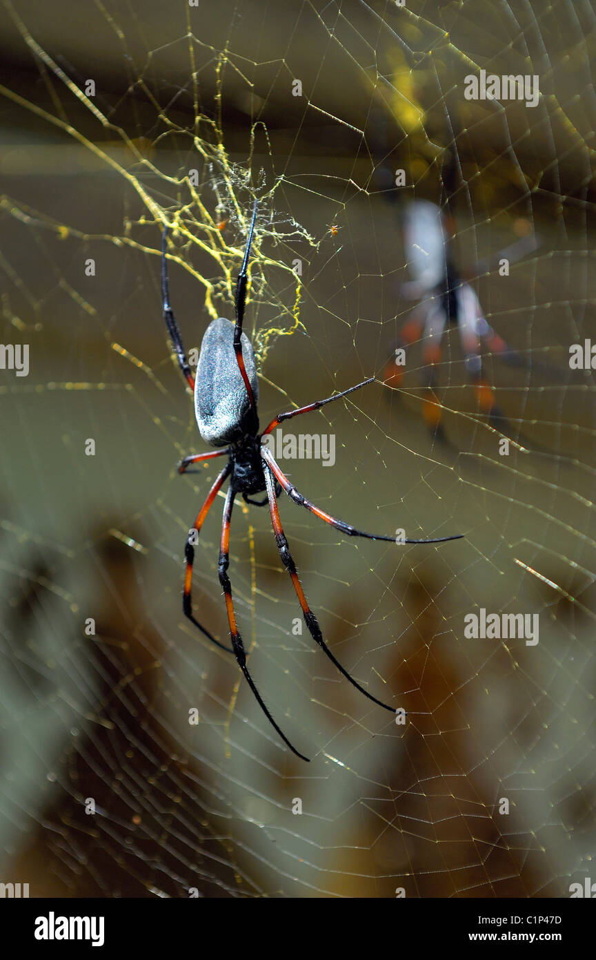 La vanille reserve des mascareignes hi-res stock photography and images ...