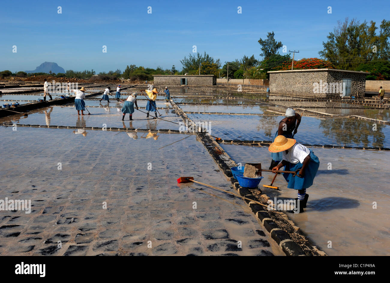 Mauritius Island, West region, salt collecting in the Tamarin salines ...