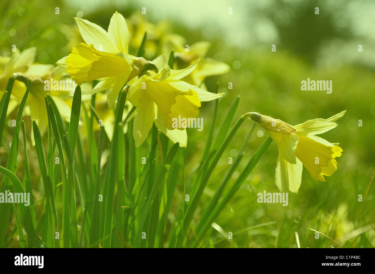 Vintage yellow daffodils hi-res stock photography and images - Alamy