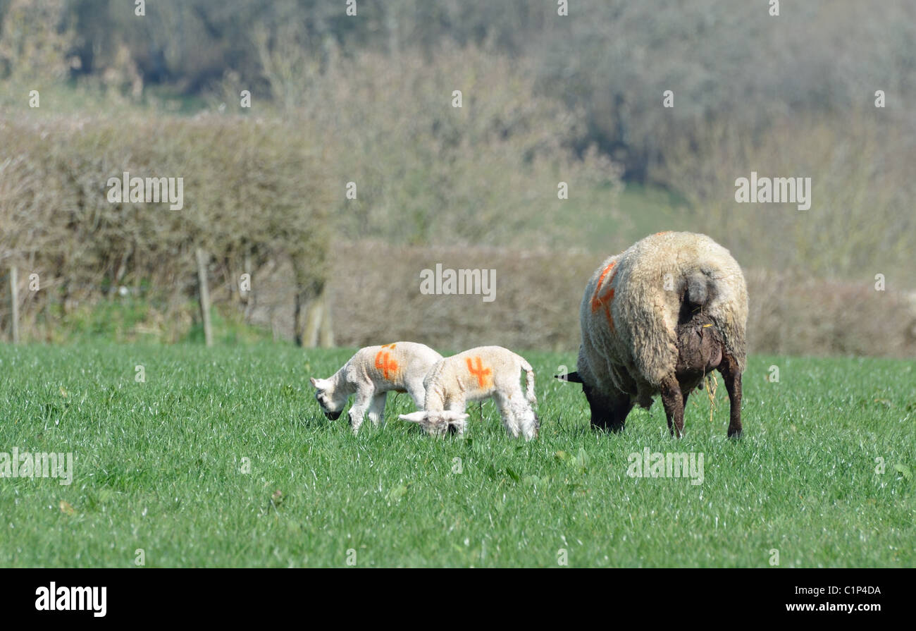 Lamb identification numbers hi-res stock photography and images - Alamy