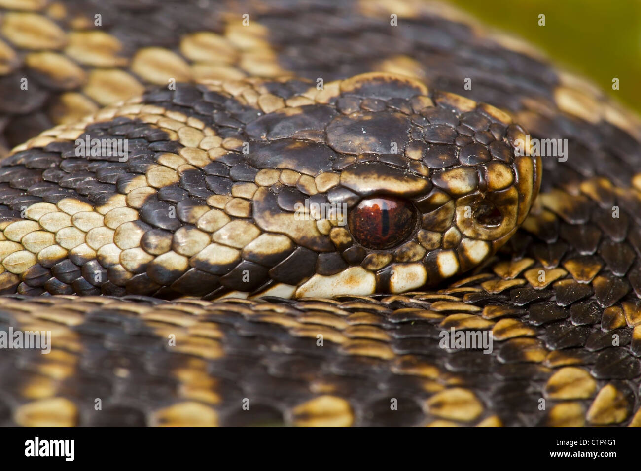 Adder Uk High Resolution Stock Photography and Images - Alamy