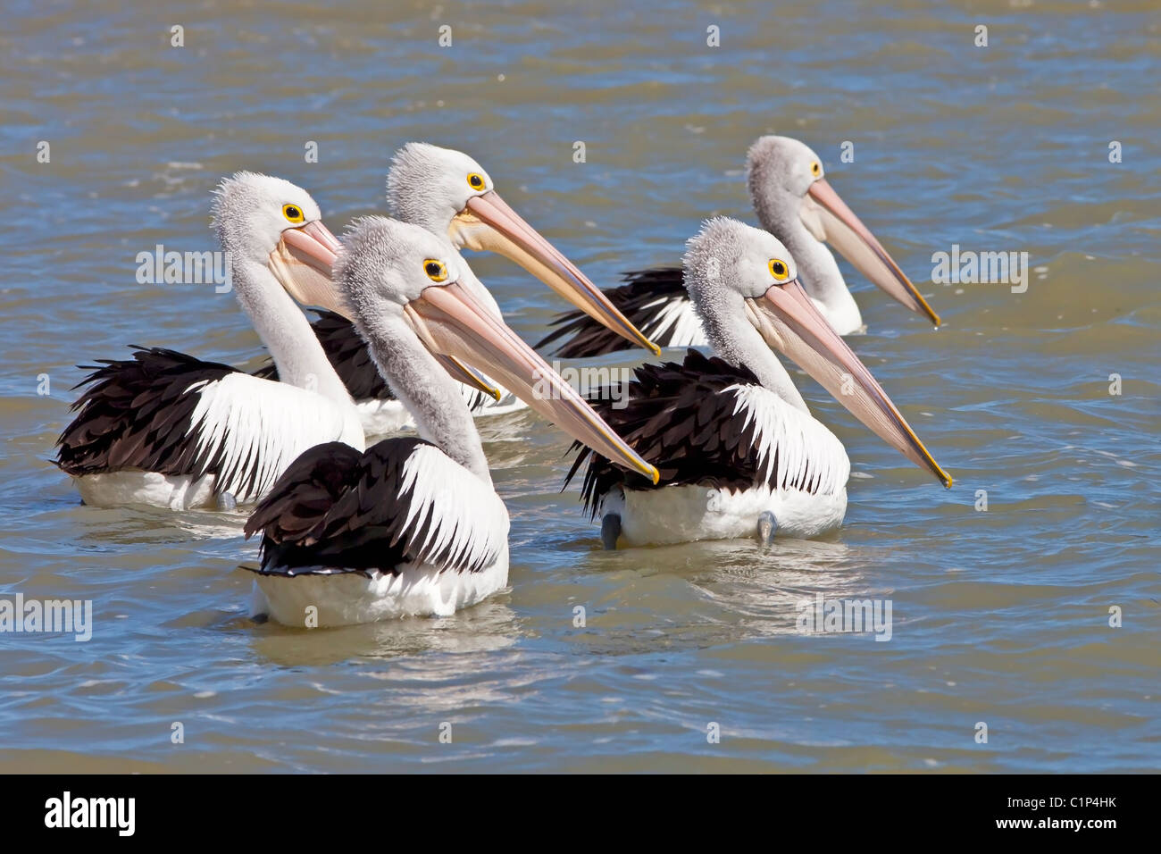 Flock swimming hi-res stock photography and images - Alamy