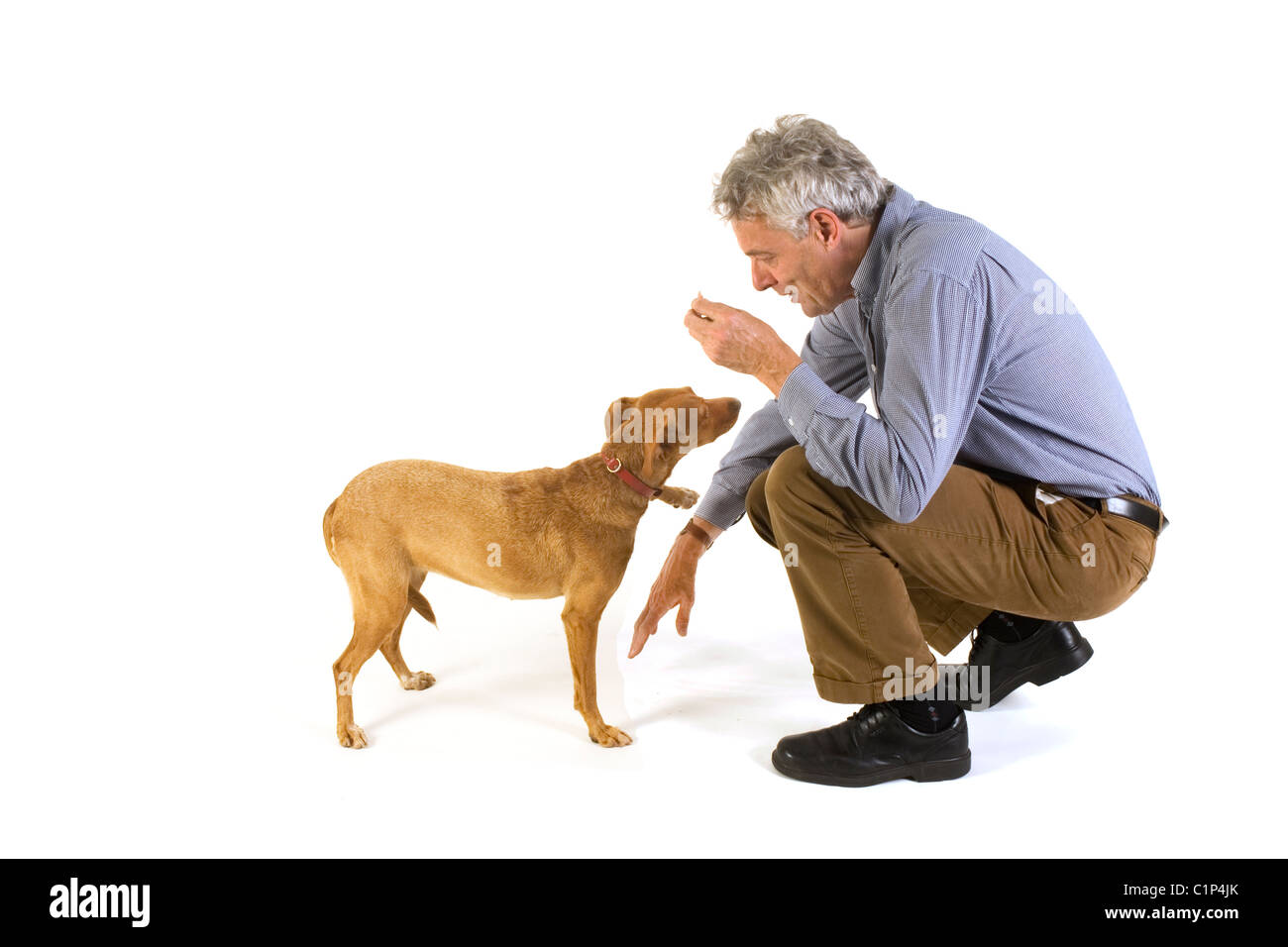 man is training his dog obedience Stock Photo - Alamy
