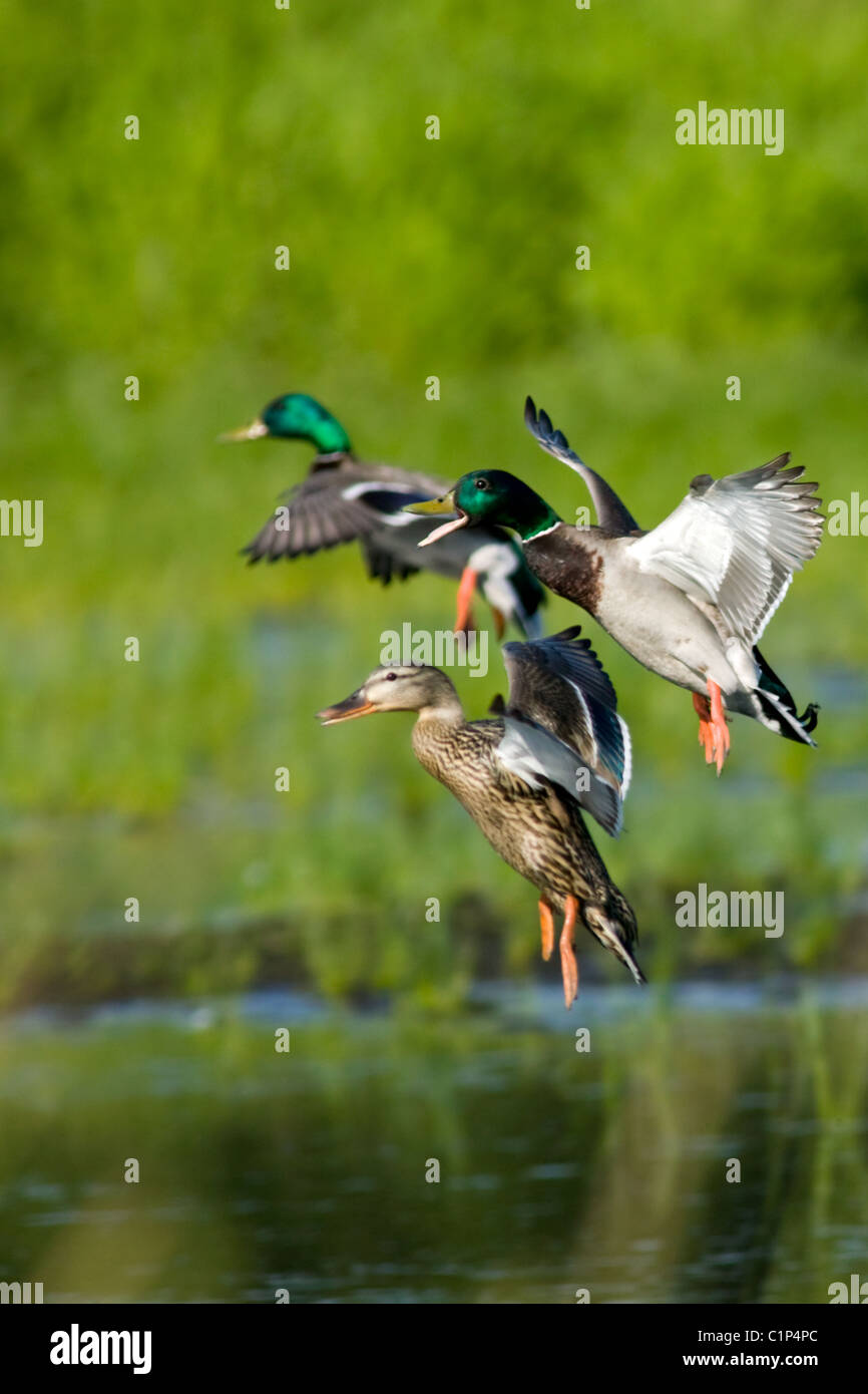 Trio of Mallard ducks coming in for a landing Stock Photo - Alamy