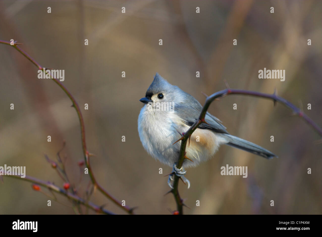 A Tufted Titmouse (Parus bicolor) perched on a rose bush on a cold ...