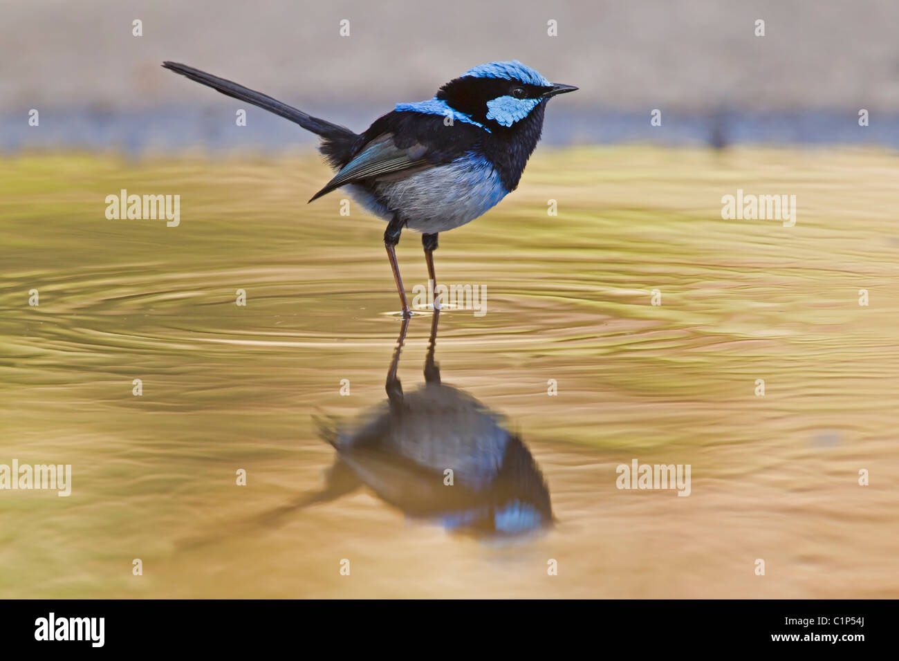 SUPERB FAIRY-WREN STANDING IN WATER Stock Photo - Alamy