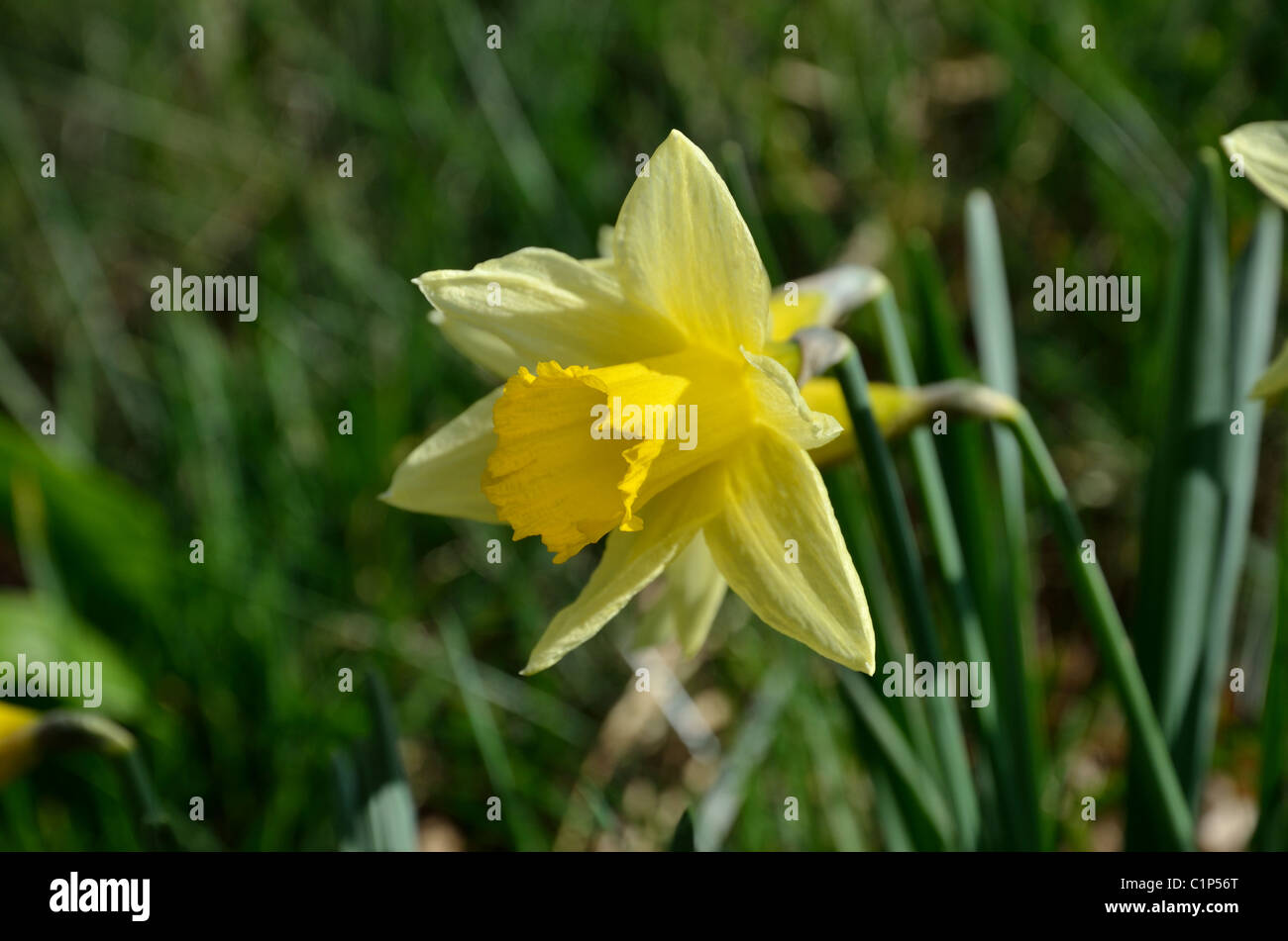 close up of wild daffodil flower Stock Photo - Alamy
