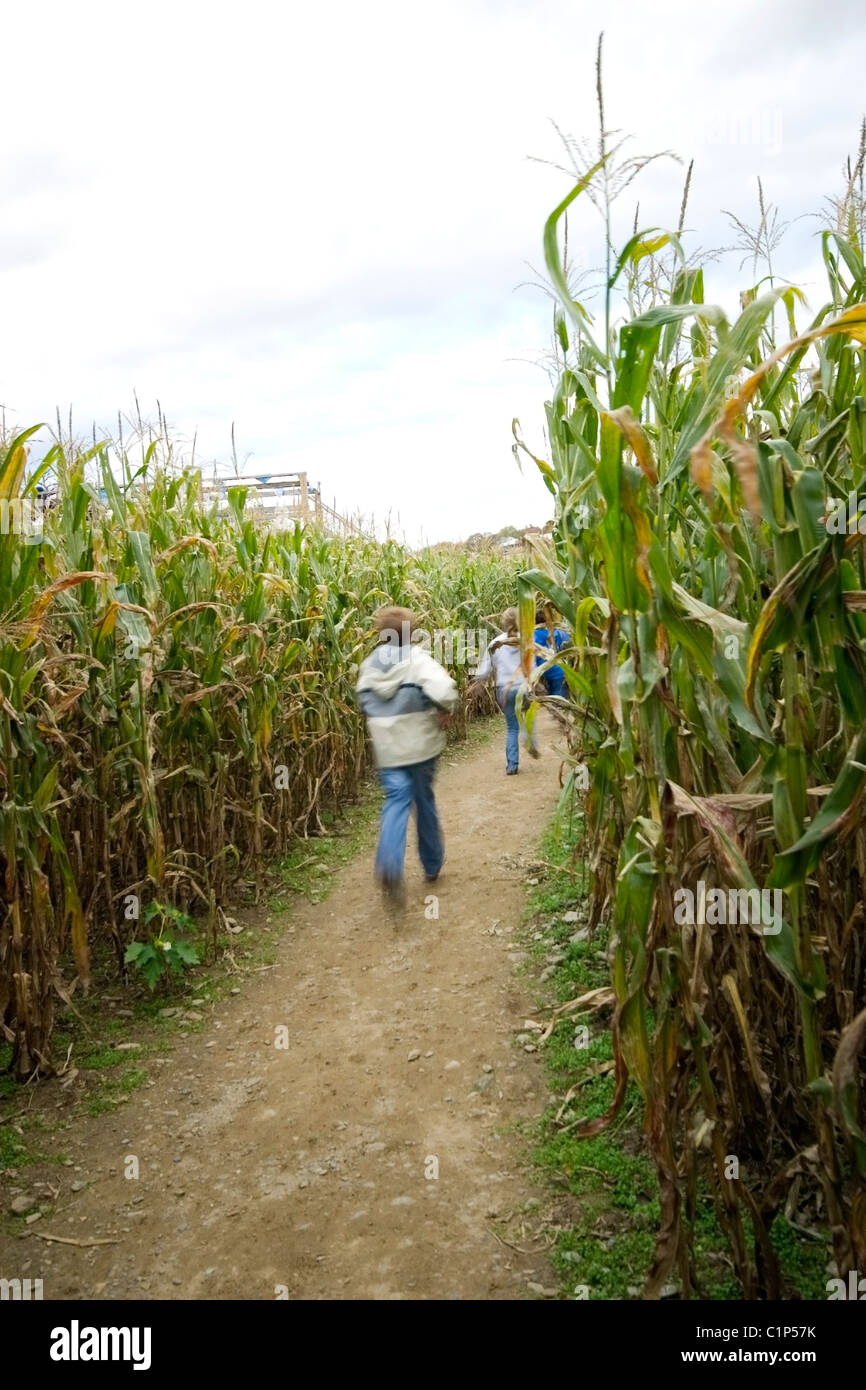 Kids running in a spooky corn maze in Autumn Stock Photo - Alamy