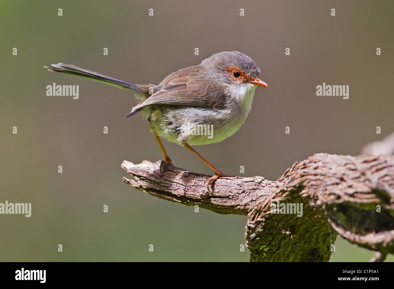 SUPERB FAIRY-WREN PERCHED ON AN OLD LOG Stock Photo - Alamy