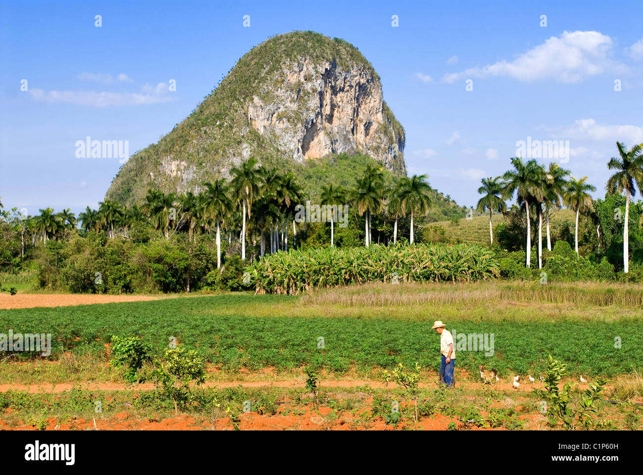 Cuba, Vinales, mogote, geological curiousity Stock Photo - Alamy