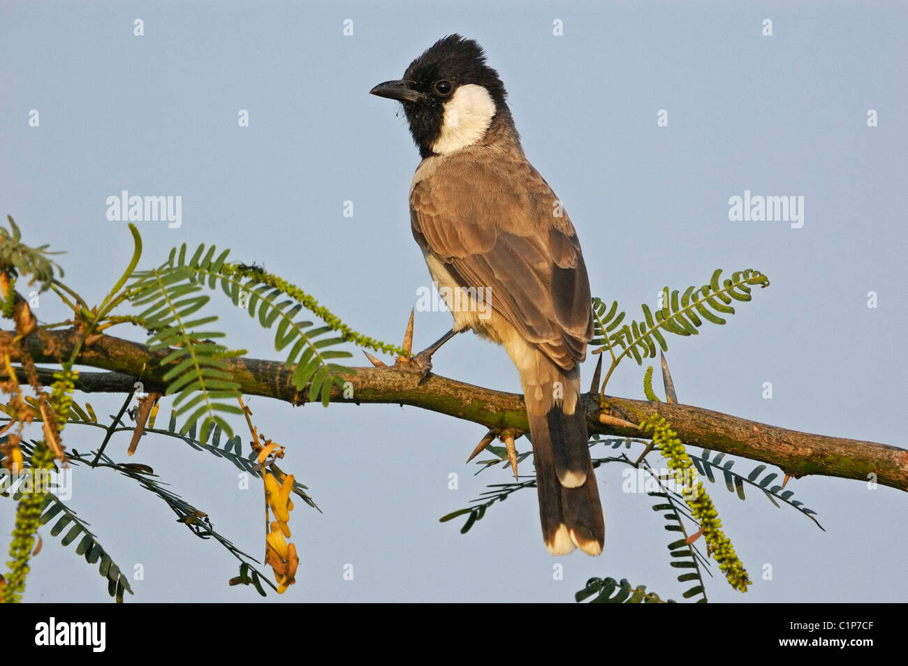 White eared bulbul pycnonotus leucotis hi-res stock photography and ...
