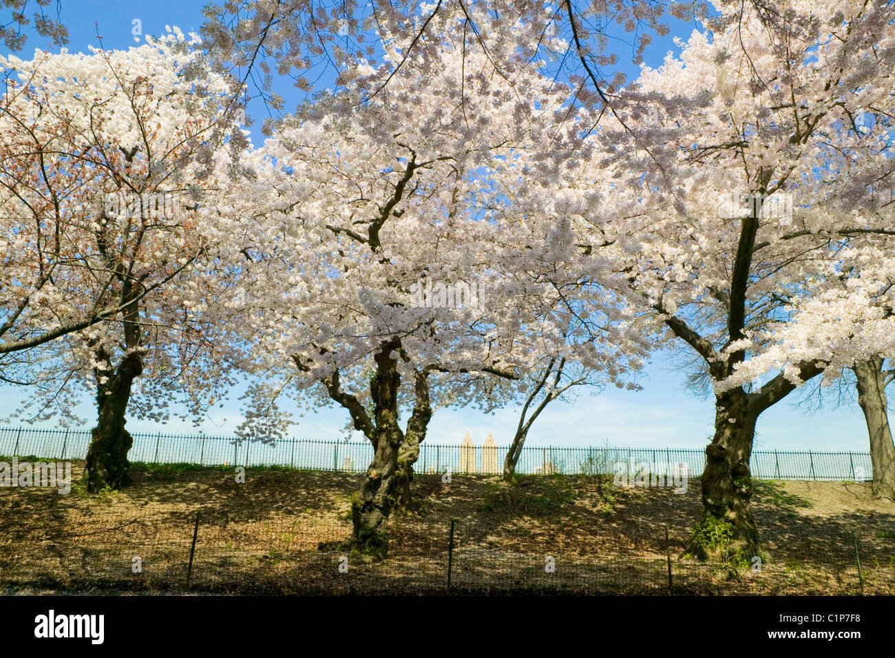 Japanese Cherry Trees in Blossom Stock Photo - Alamy