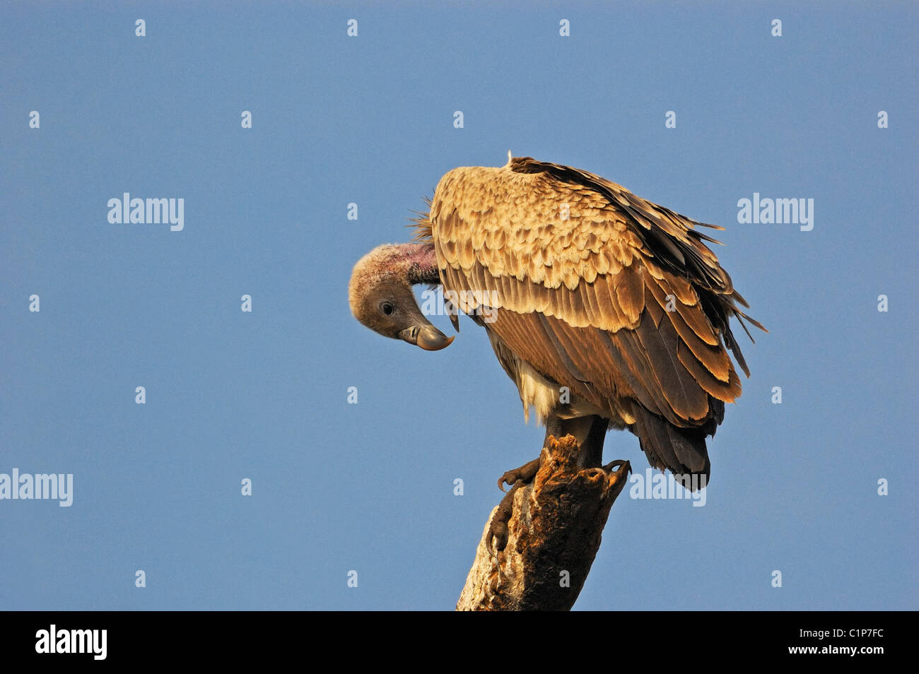 Indian vulture hi-res stock photography and images - Alamy